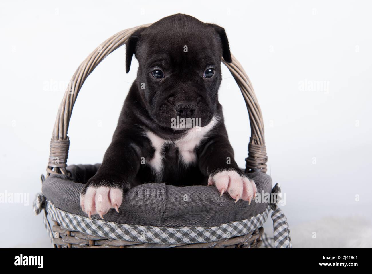 Black and white American Staffordshire Terrier dog or AmStaff puppy on ...