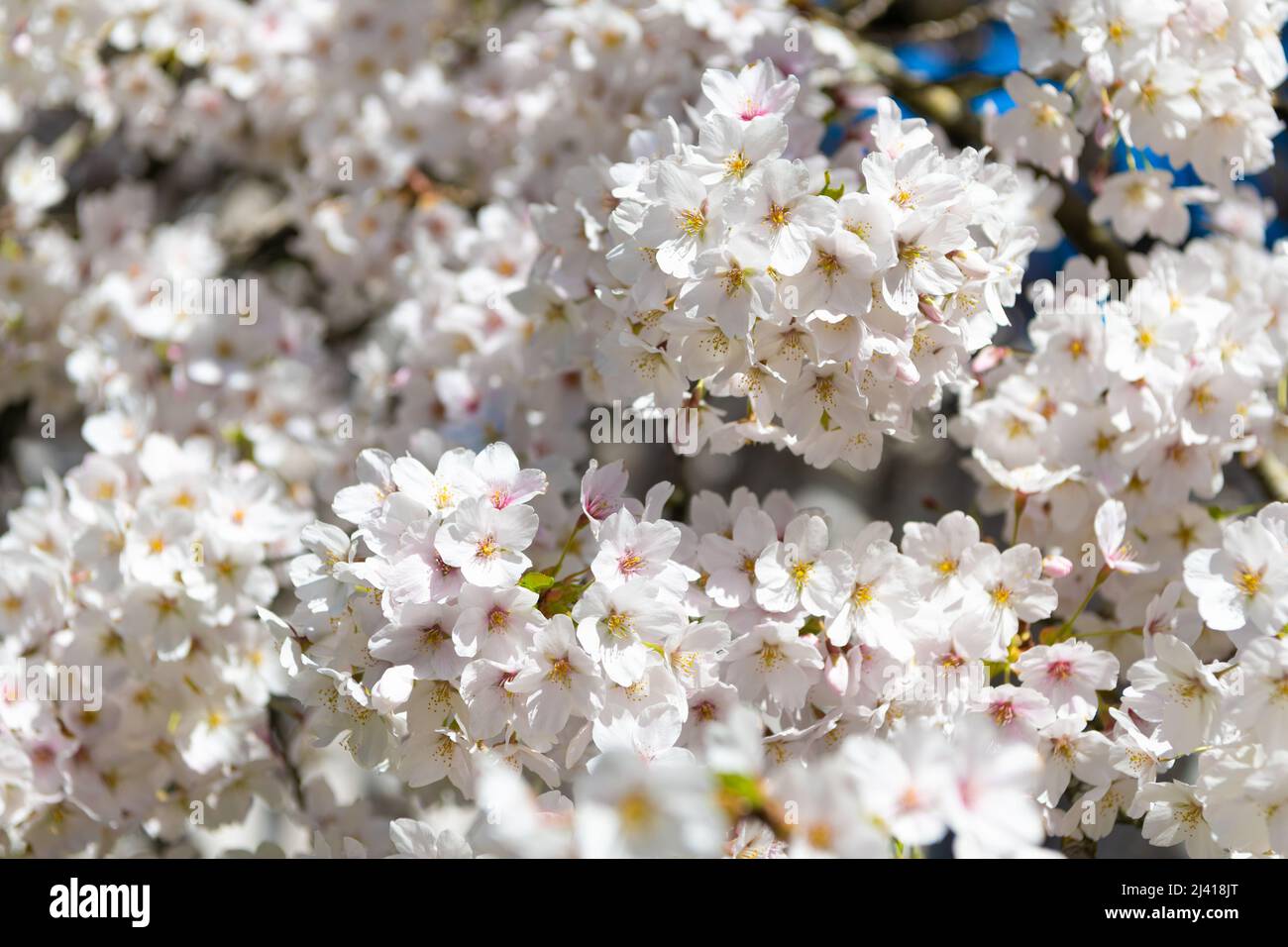 blossom of sakura tree in spring season. bloom background Stock Photo ...