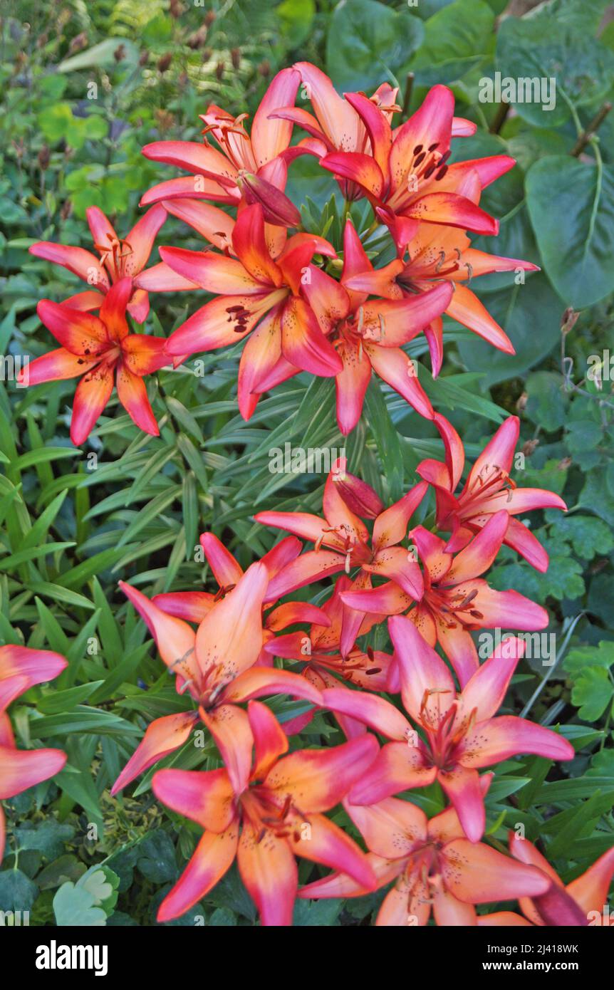 Lily bush with bright pink flowers and green leaves on a flowerbed on a ...