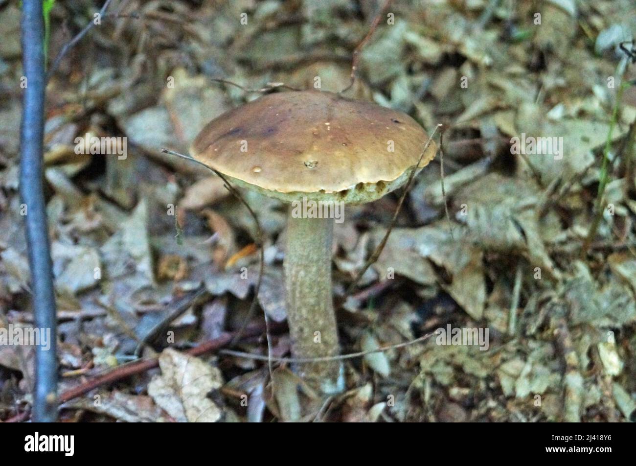 Boletus edulis with a brown hat and white stalk grows in the woods in ...