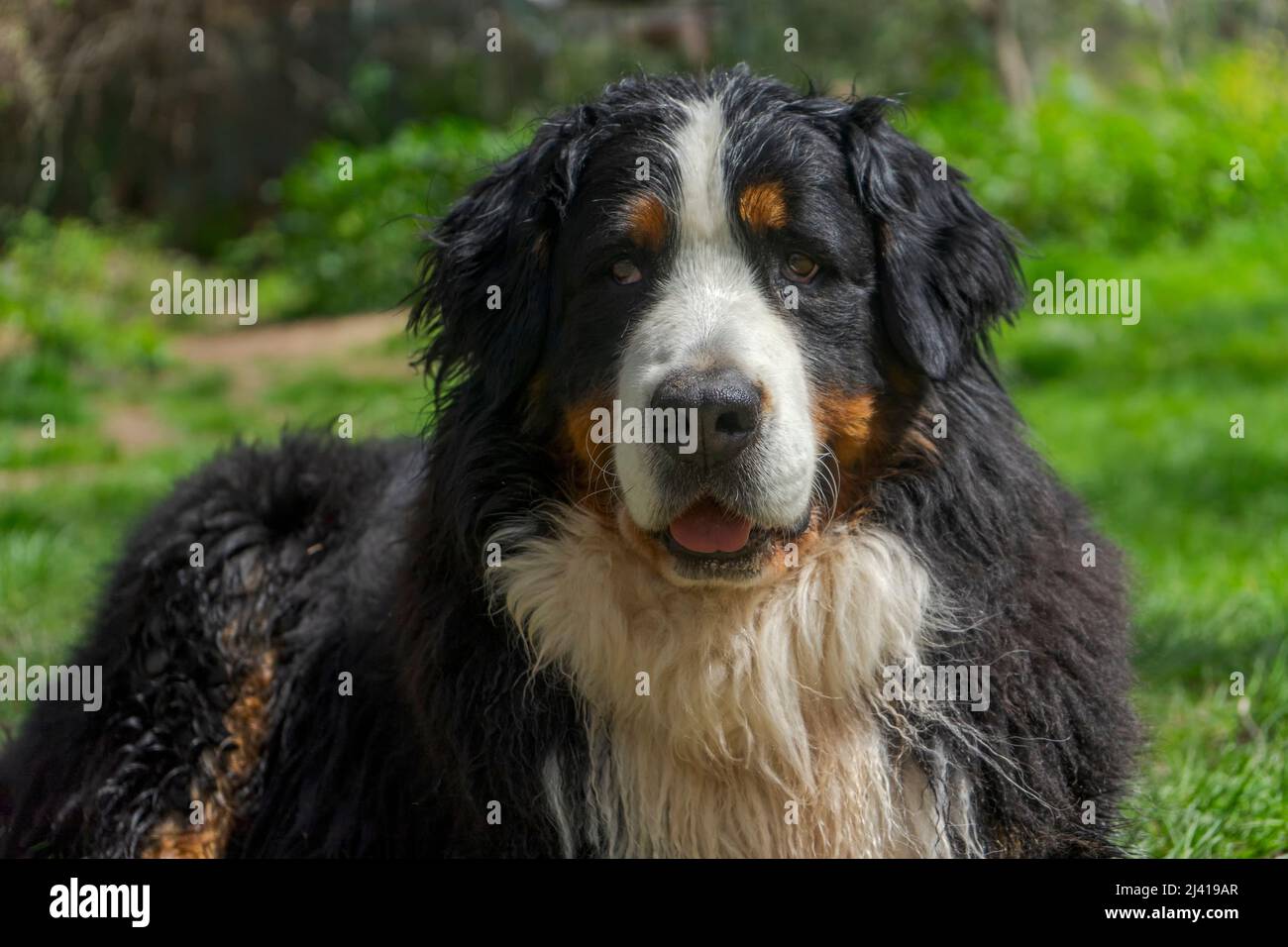beautiful face of a berner Stock Photo - Alamy