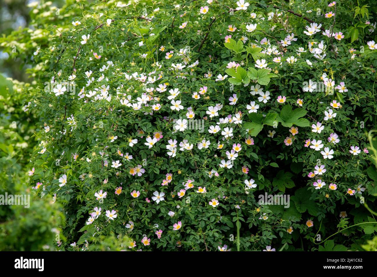Beautiful blooming wild rose bush (dog rose, Rosa canina Stock Photo ...
