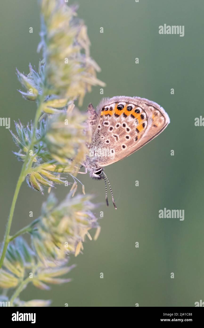 Common blue butterfly on the grass in sunset light Stock Photo - Alamy