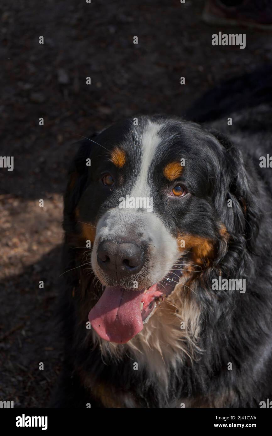 beautiful face of a berner Stock Photo - Alamy
