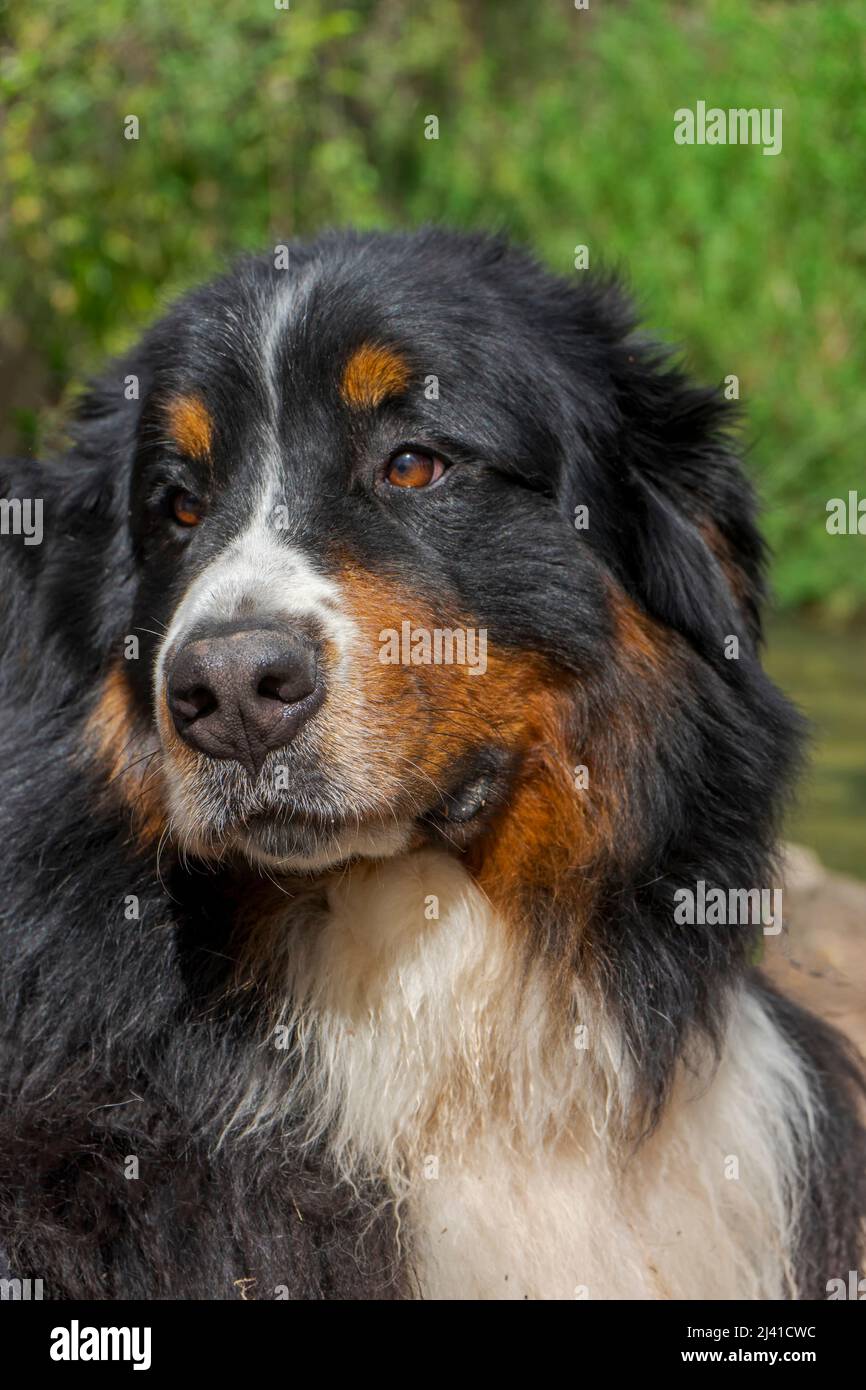 beautiful face of a berner Stock Photo - Alamy