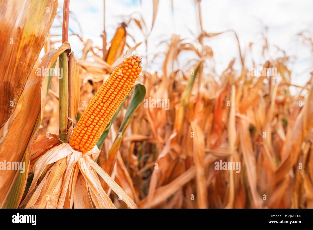 Maize corn zea mays stalk hi-res stock photography and images - Alamy