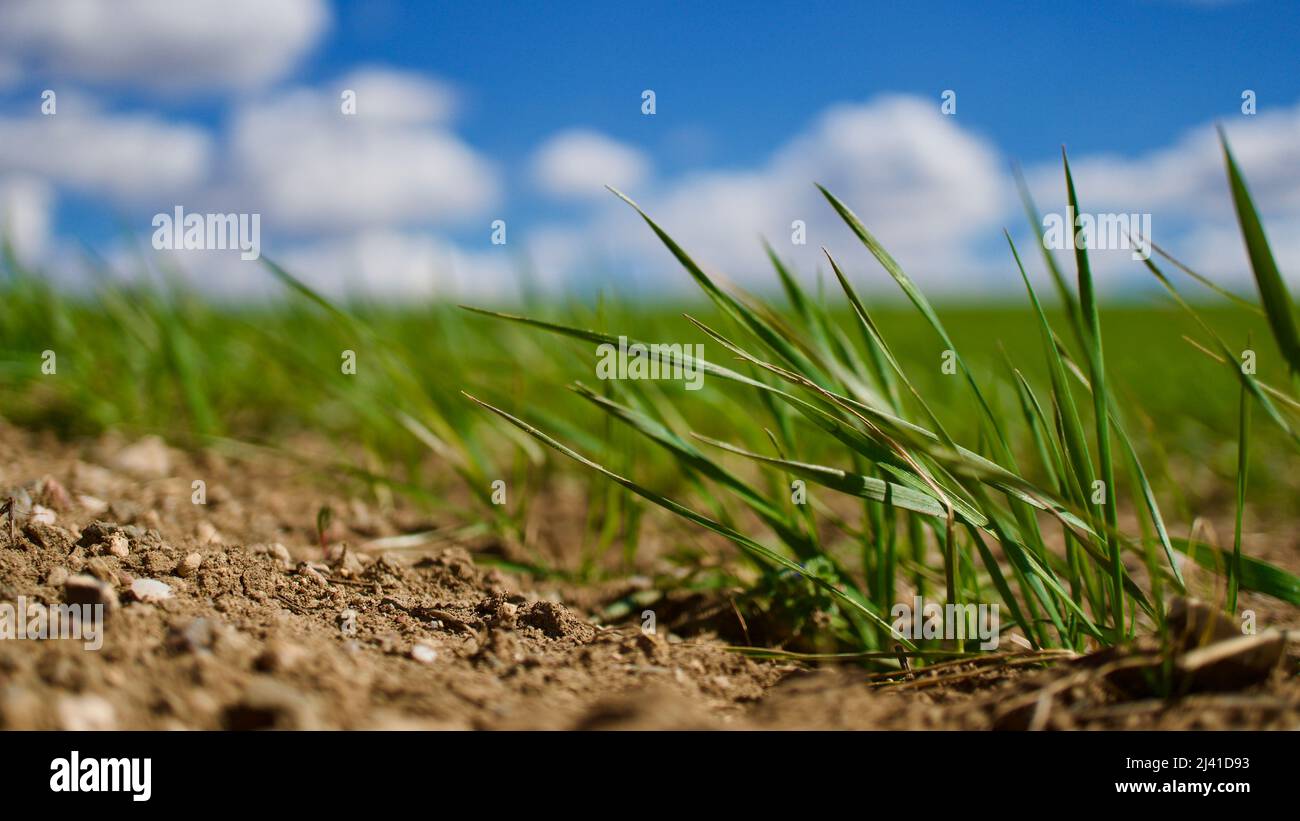 Cloudy blue sky and spring greenery. Crops emerging from the ground in ...