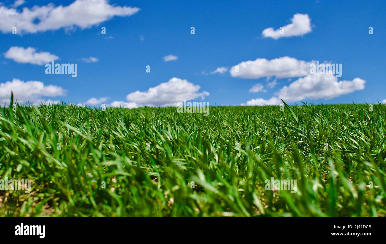 Cloudy blue sky and spring greenery. Crops emerging from the ground in ...