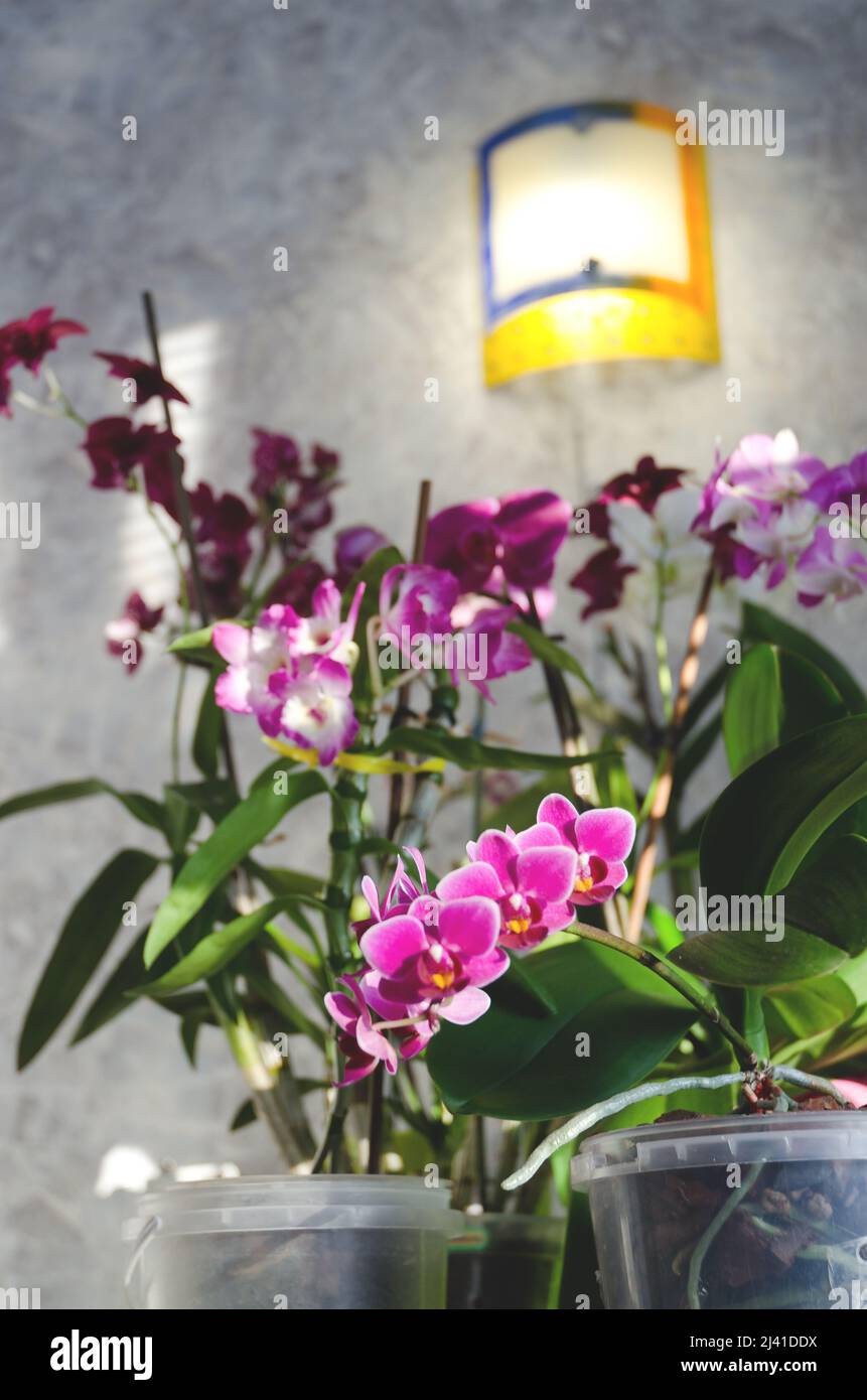 Top view of beautiful orchid flowers at sunny spring day close up ...