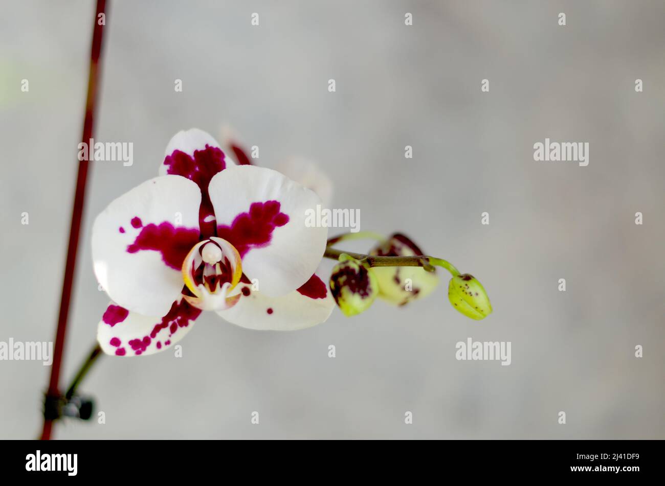 Top view of beautiful orchid flowers at sunny spring day close up ...