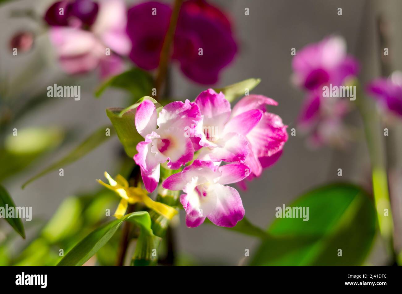 Top view of beautiful orchid flowers at sunny spring day close up ...