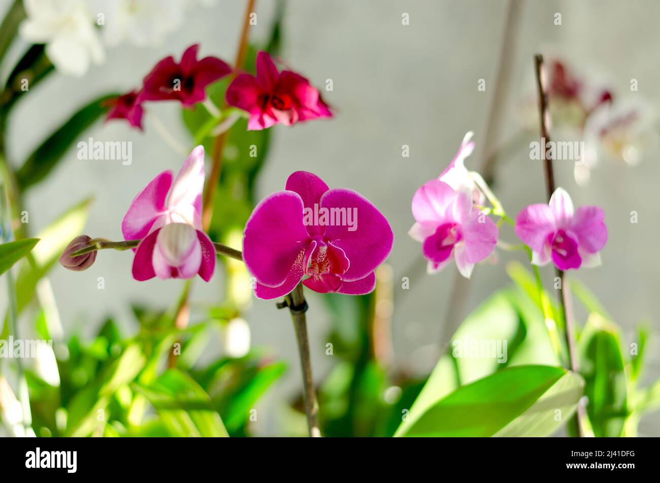 Top view of beautiful orchid flowers at sunny spring day close up ...