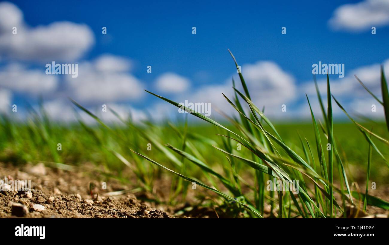 Cloudy blue sky and spring greenery. Crops emerging from the ground in ...