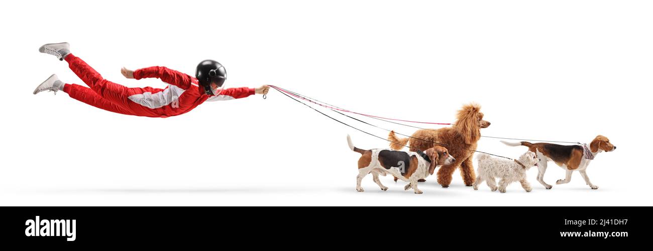 Racer in a suit and helmet flying and walking dogs isolated on white ...