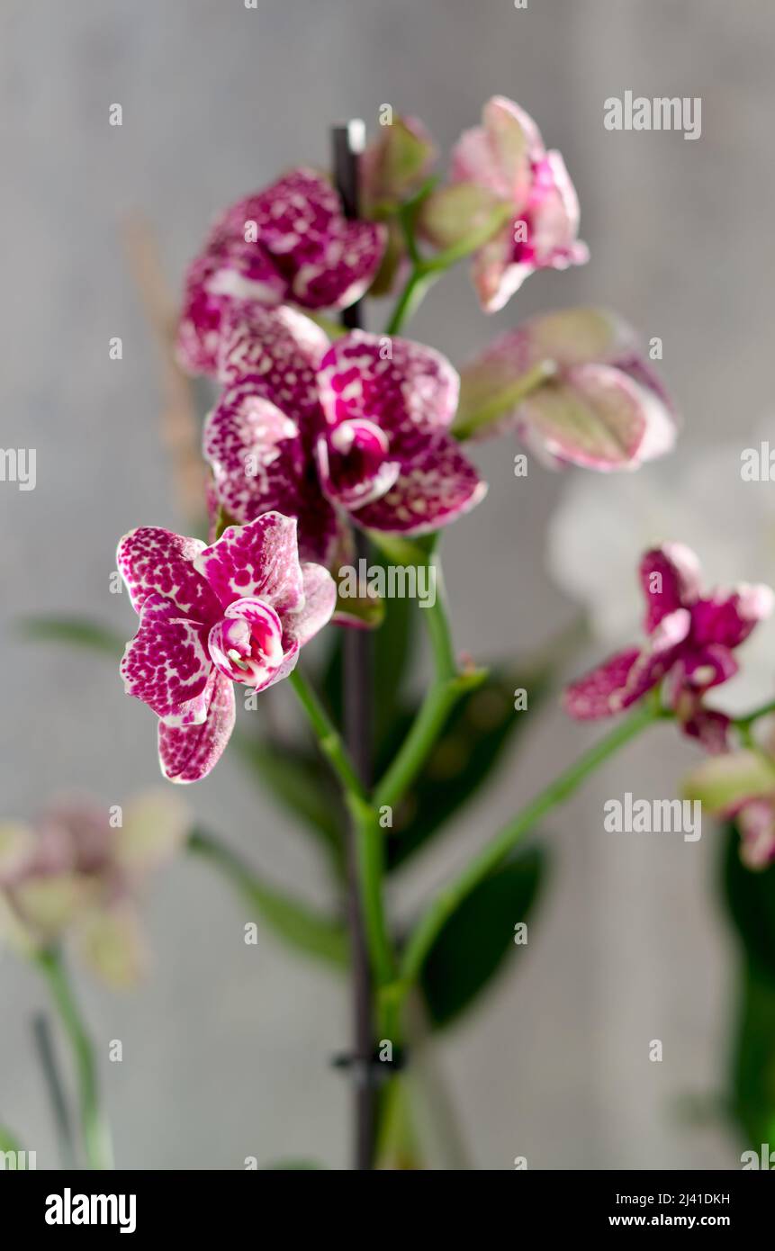 Top view of beautiful orchid flowers at sunny spring day close up ...