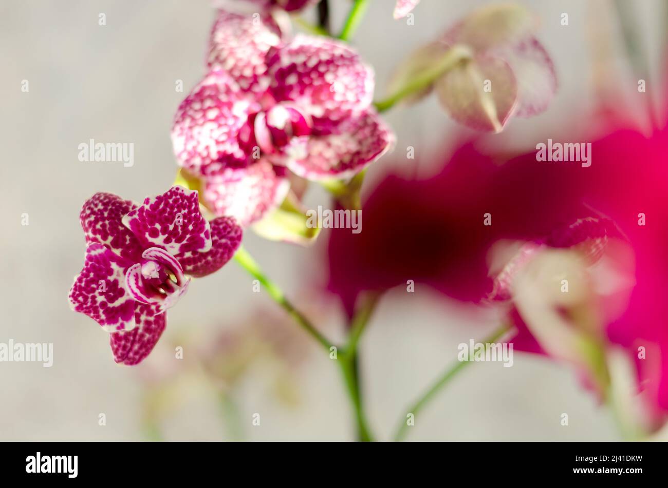 Top view of beautiful orchid flowers at sunny spring day close up ...