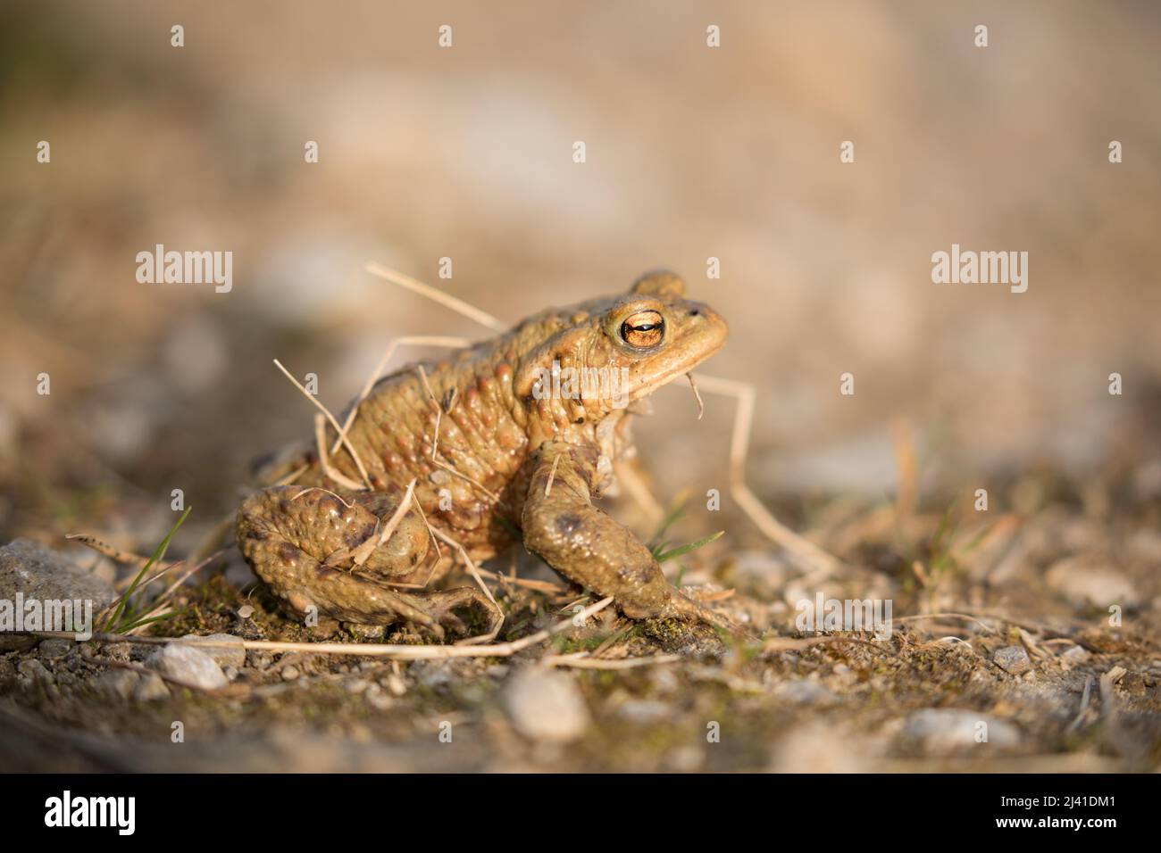 British toads hi-res stock photography and images - Alamy