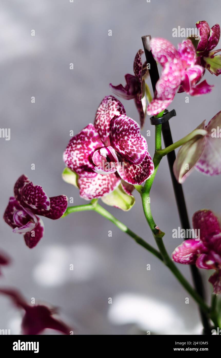 Top view of beautiful orchid flowers at sunny spring day close up ...