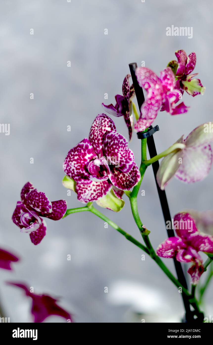 Top view of beautiful orchid flowers at sunny spring day close up ...
