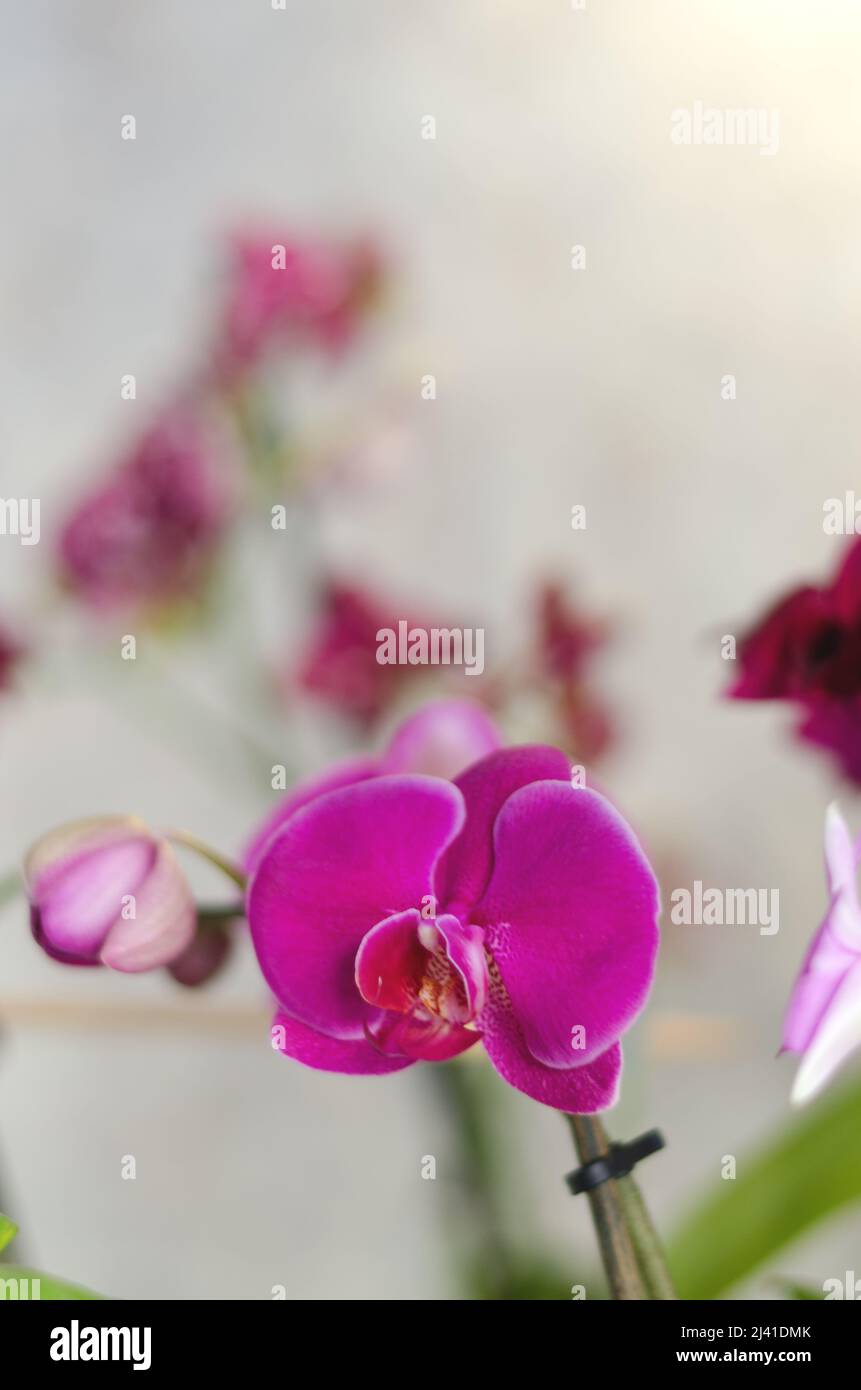 Top view of beautiful orchid flowers at sunny spring day close up ...