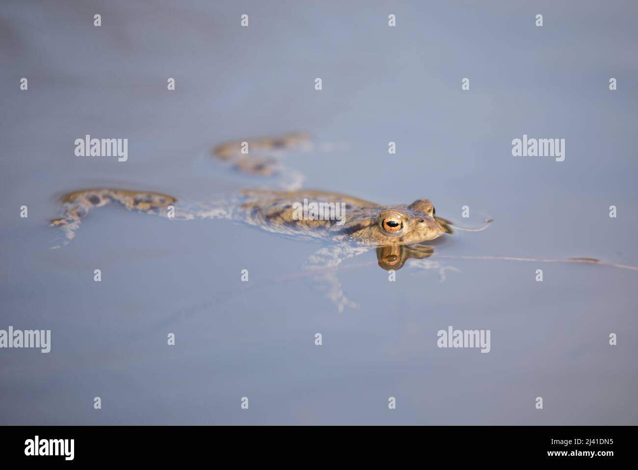 Toads mating in water hi-res stock photography and images - Alamy