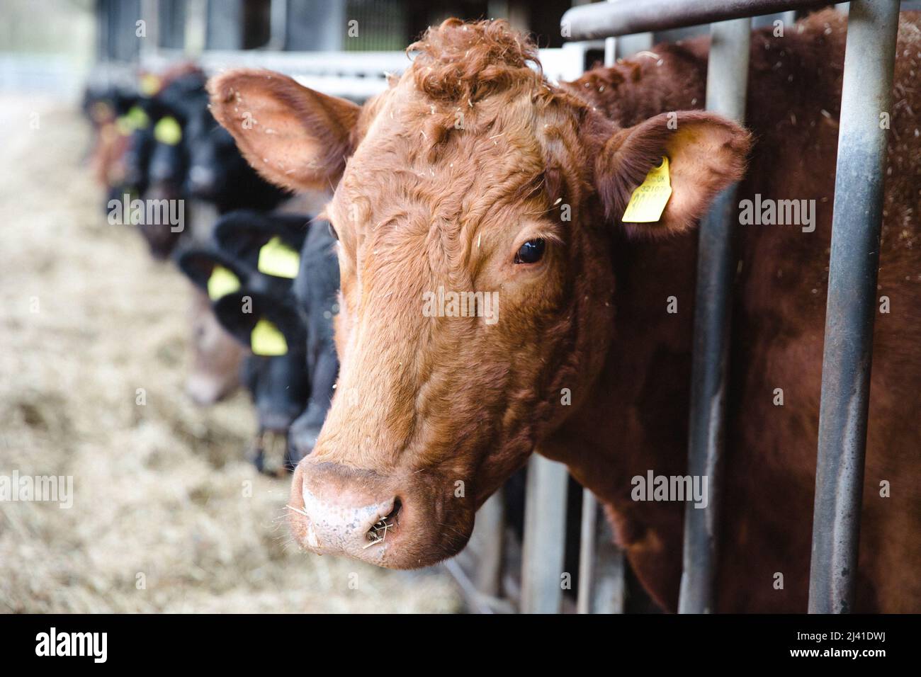 Tan cow checking whats going on Stock Photo - Alamy