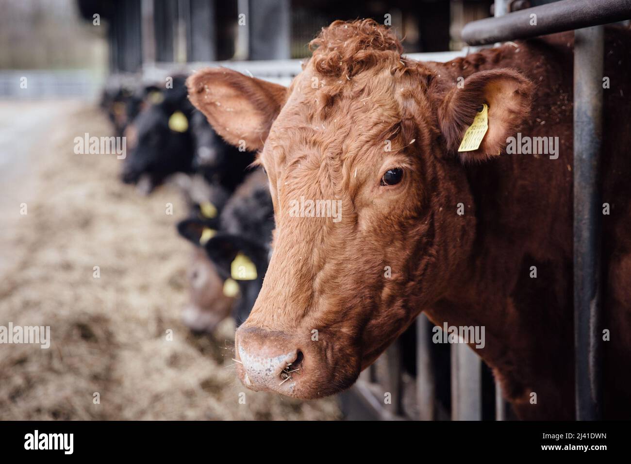lovely toffee coloured cow Stock Photo - Alamy
