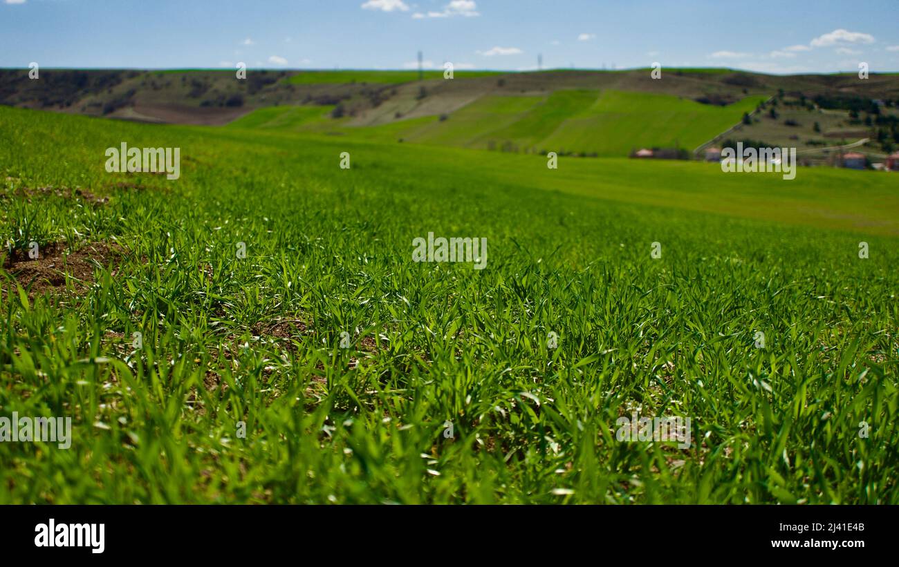 Cloudy blue sky and spring greenery. Crops emerging from the ground in ...