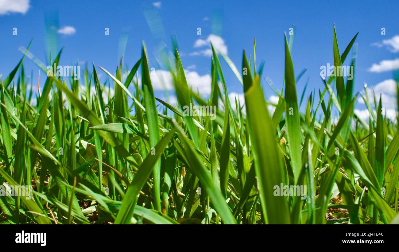 Cloudy blue sky and spring greenery. Crops emerging from the ground in ...