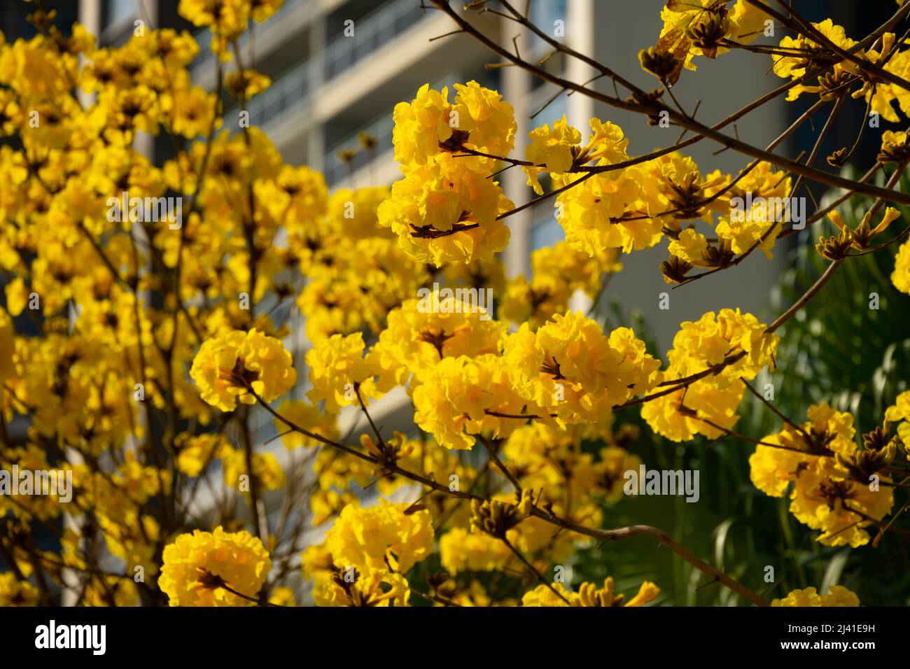 blooming Guayacan or Handroanthus chrysanthus or Golden Bell Tree in ...