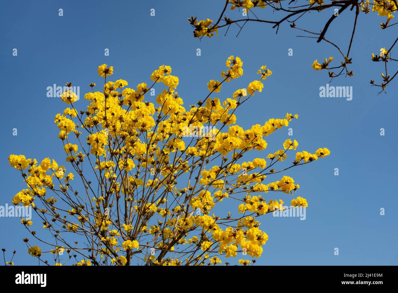 blooming Guayacan or Handroanthus chrysanthus or Golden Bell Tree under ...