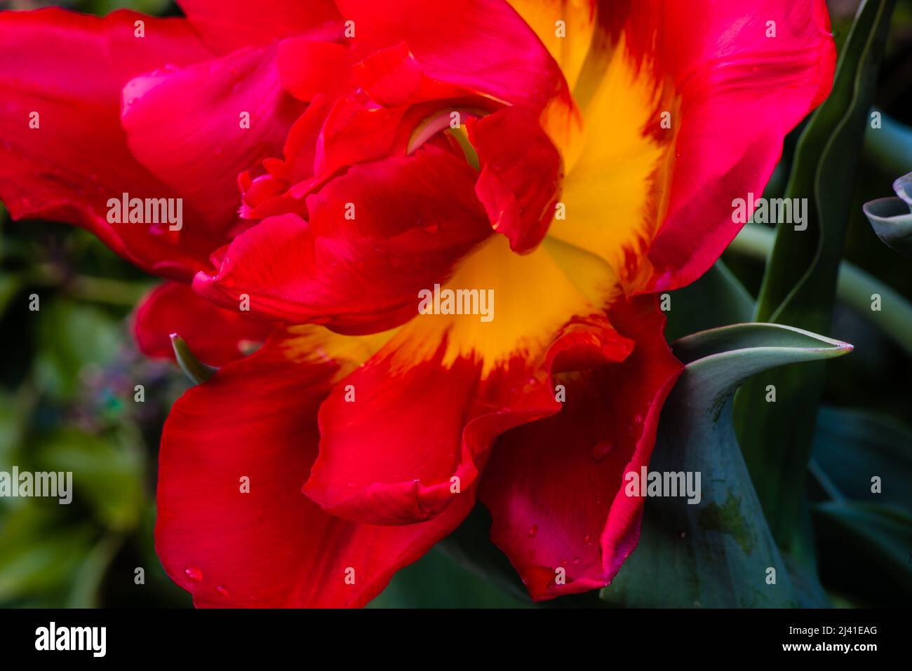 Double tulip abba red hi-res stock photography and images - Alamy