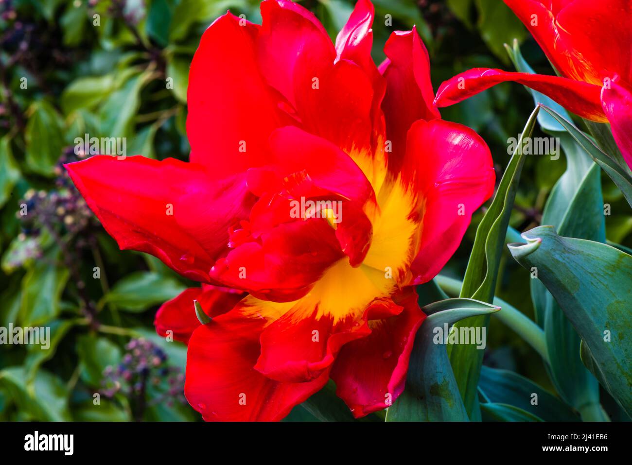 Double Tulip Abba Red growing in a Devon Country Garden Stock Photo - Alamy