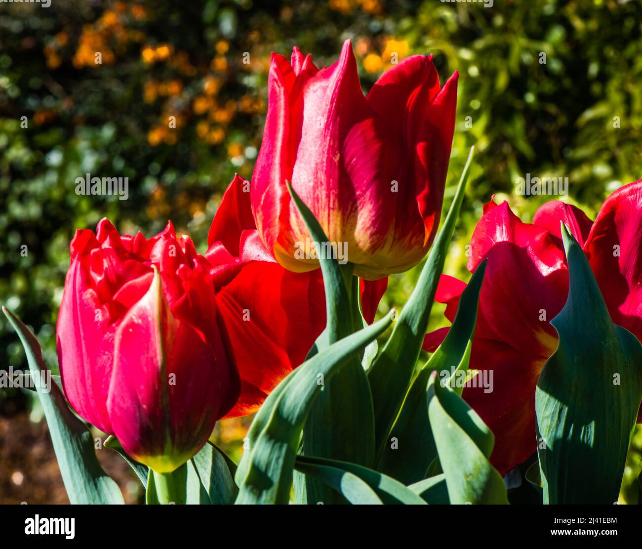 Double Tulip Abba Red growing in a Devon Country Garden Stock Photo - Alamy