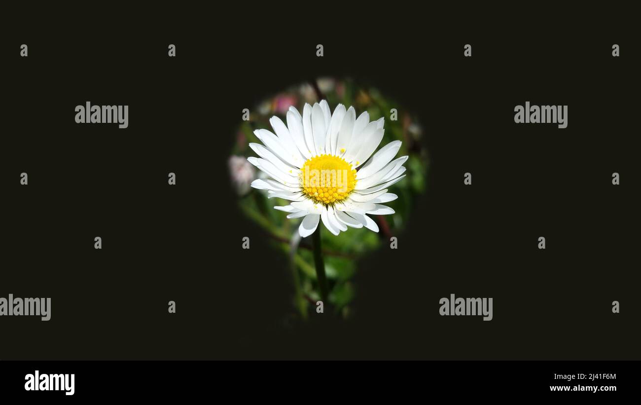 daisy flower seen through a keyhole, looking through a keyhole at ...