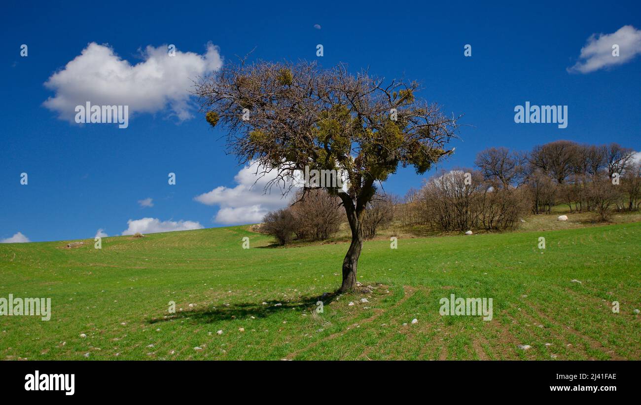 Cloudy blue sky and spring greenery. Crops emerging from the ground in ...