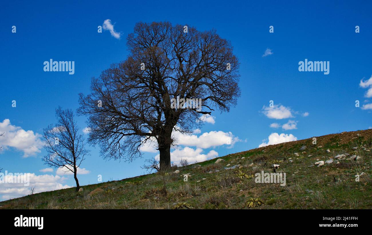 Cloudy blue sky and spring greenery. Crops emerging from the ground in ...