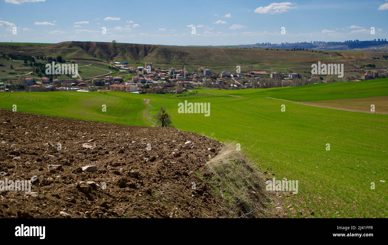 Cloudy blue sky and spring greenery. Crops emerging from the ground in ...