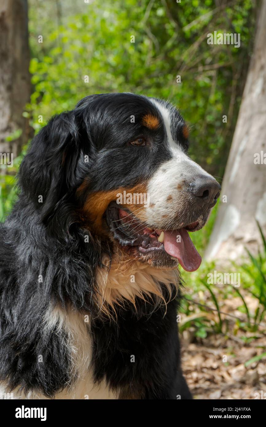 beautiful face of a berner Stock Photo - Alamy
