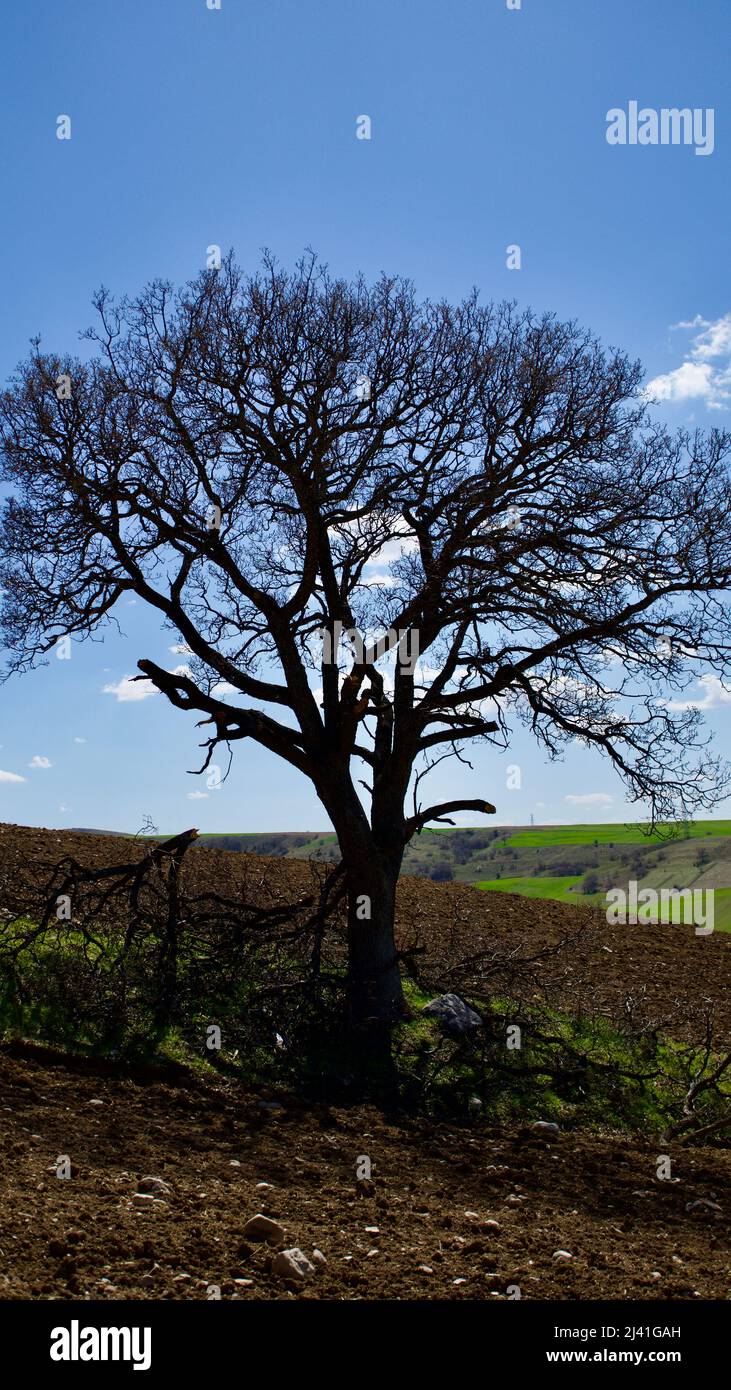 Cloudy blue sky and spring greenery. Crops emerging from the ground in ...