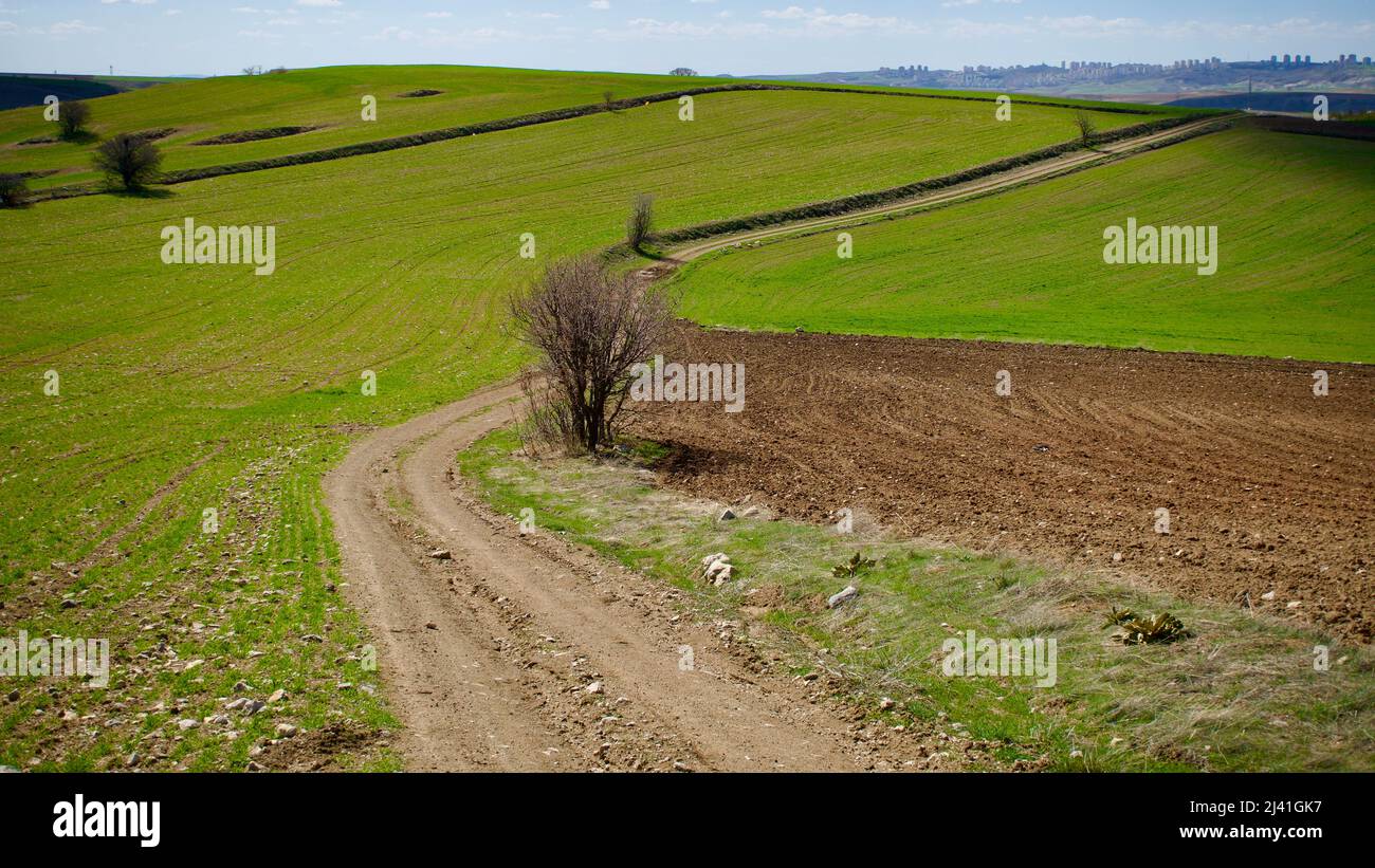 Cloudy blue sky and spring greenery. Crops emerging from the ground in ...
