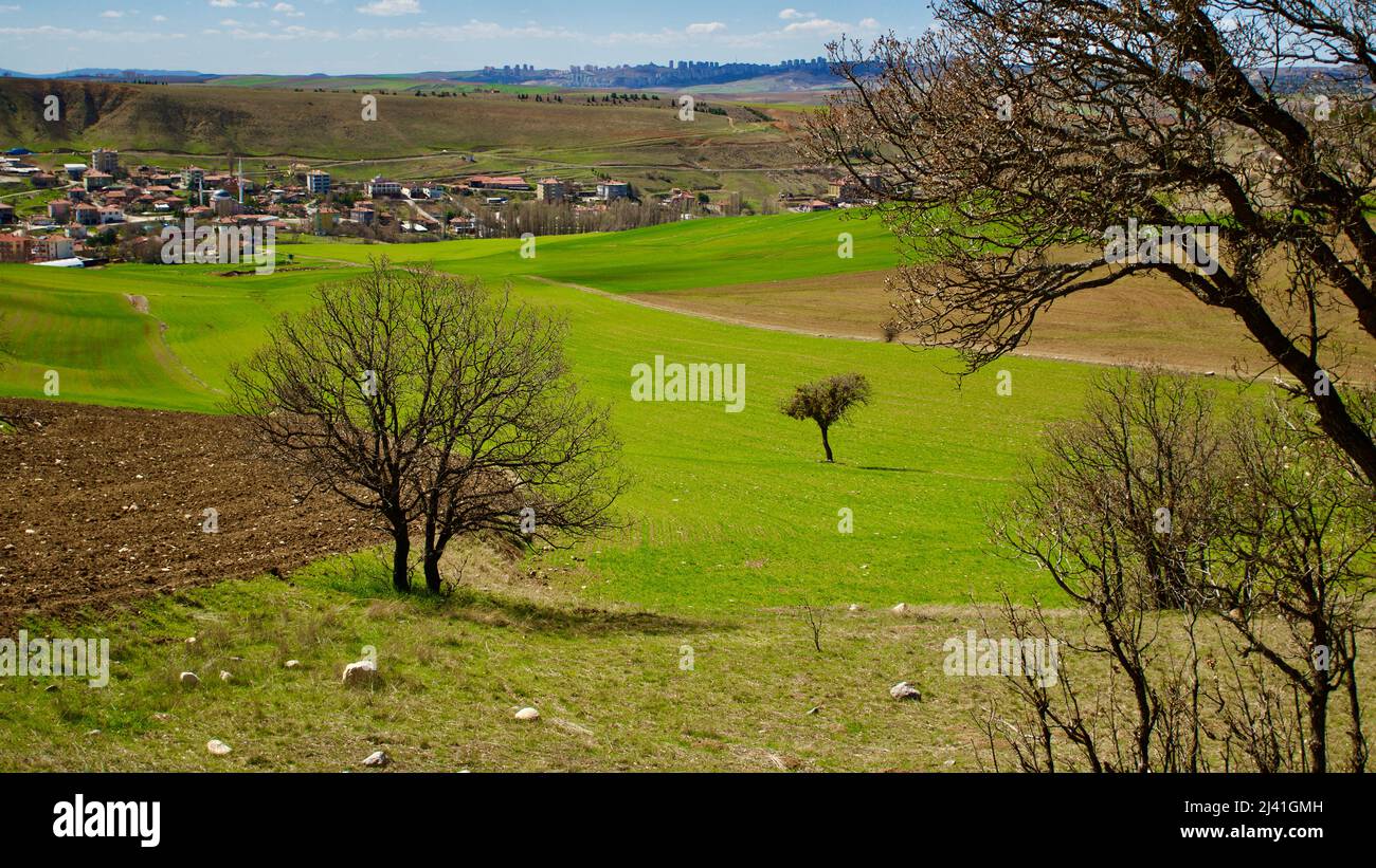 Cloudy blue sky and spring greenery. Crops emerging from the ground in ...