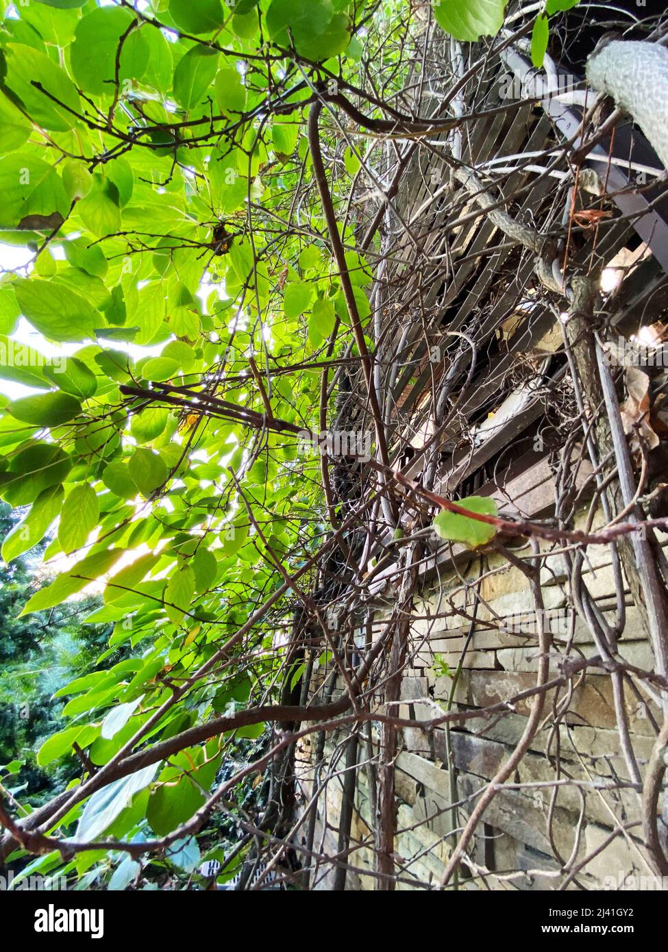 Creeping plant with bright green leaves and sun rays Stock Photo - Alamy