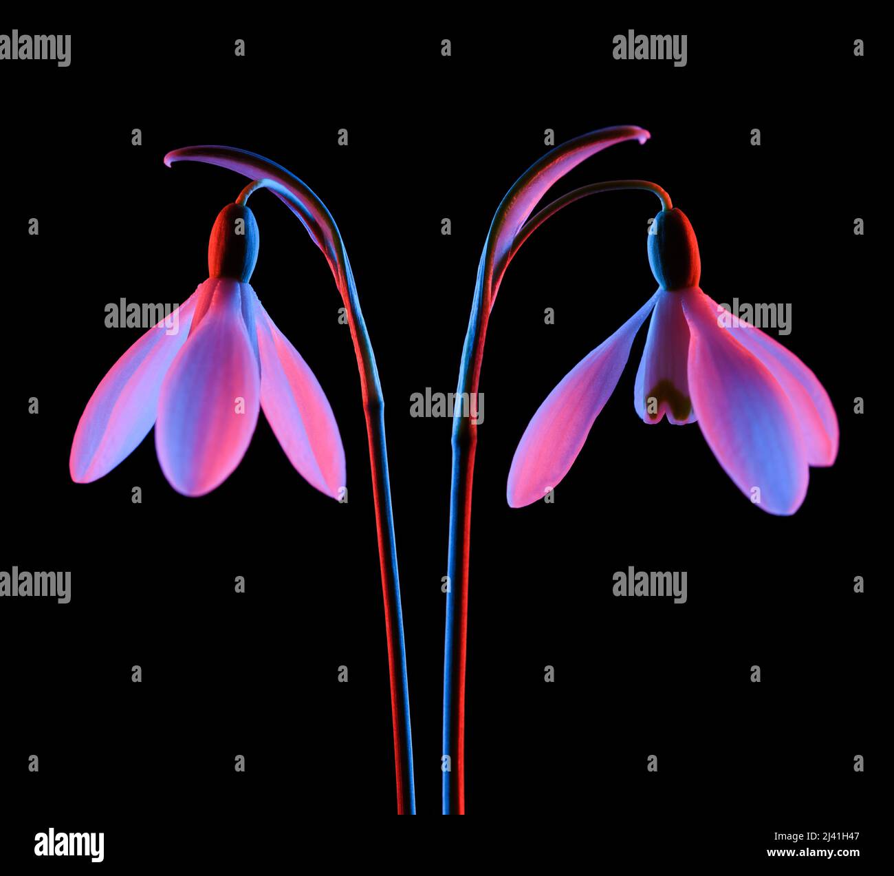 Snowdrop flowers Galanthus Nivalis in pink and blue neon light isolated ...