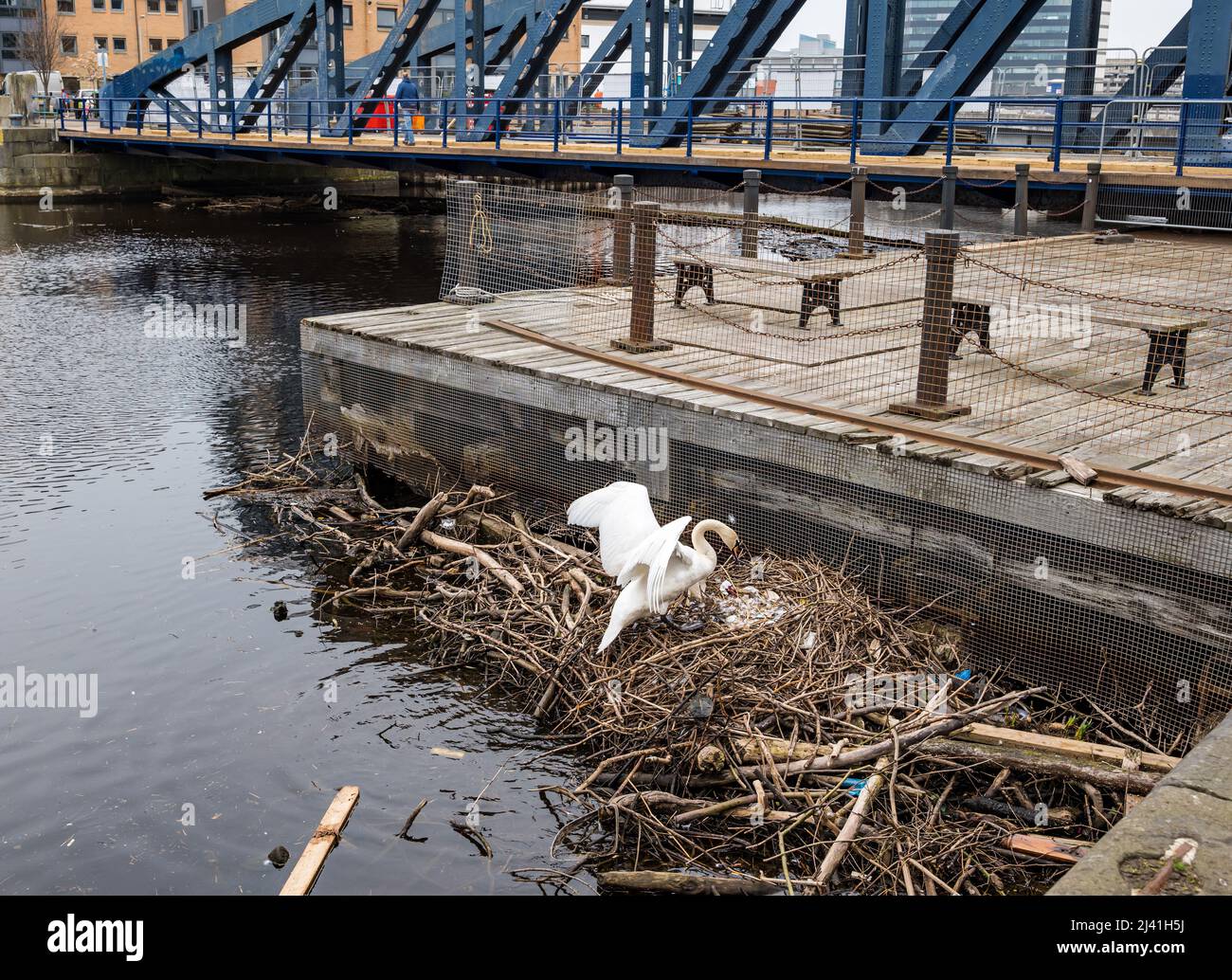Litter in nest hi-res stock photography and images - Alamy