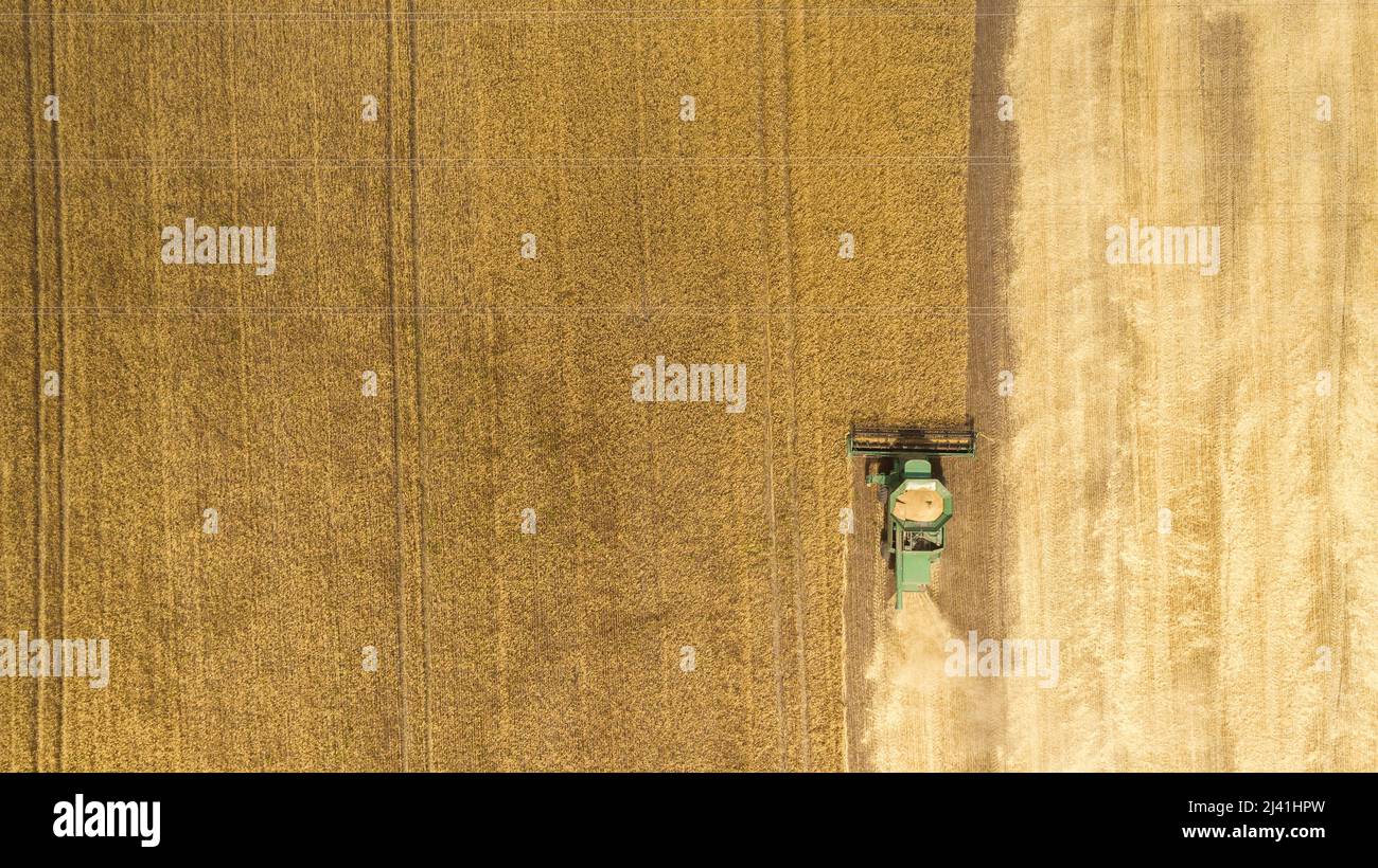 Aerial view combine harvester harvesting on the field Stock Photo - Alamy