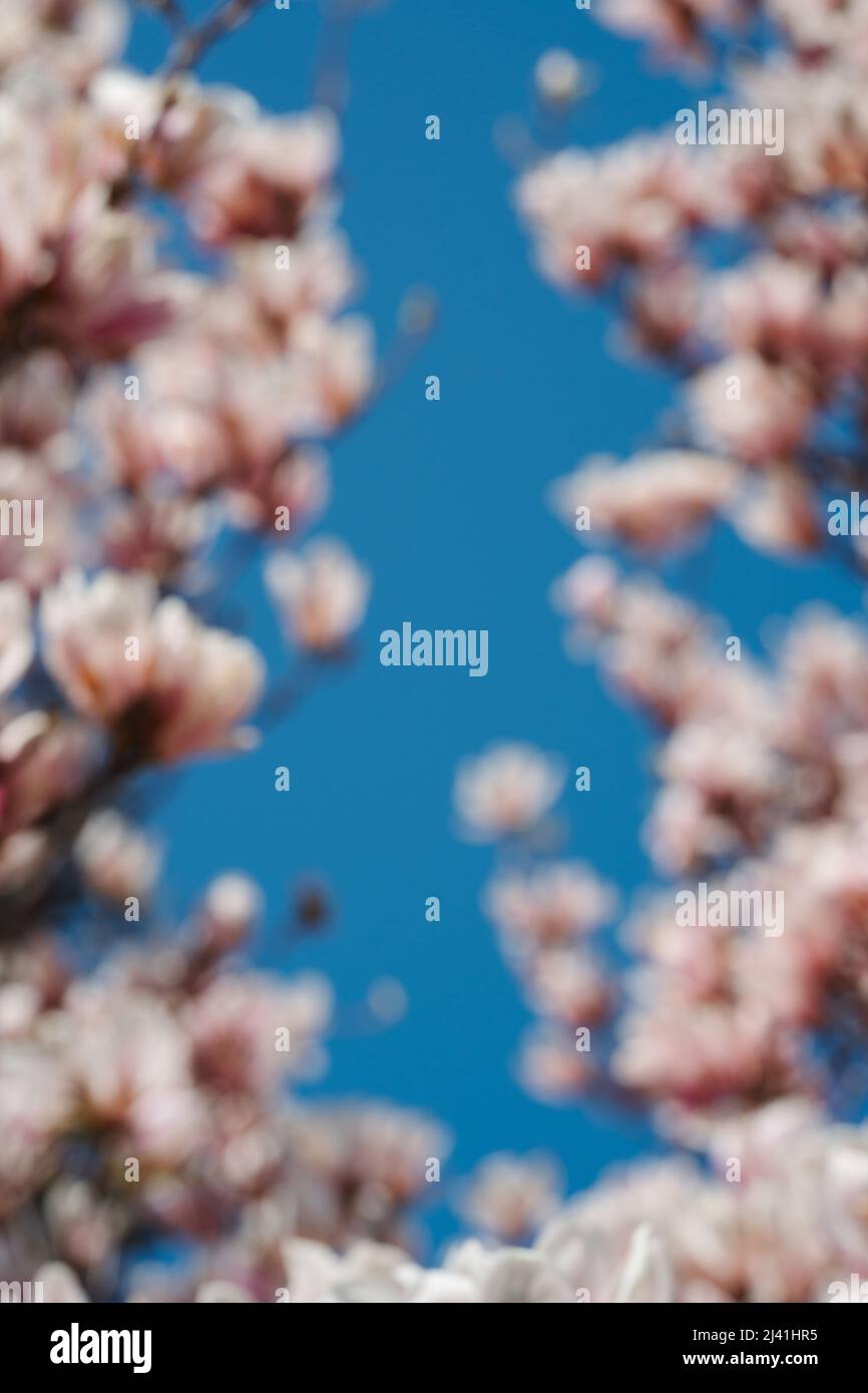unfocused Beautiful Blooming Pink Magnolia Tree Close Up On A Sunny Day ...