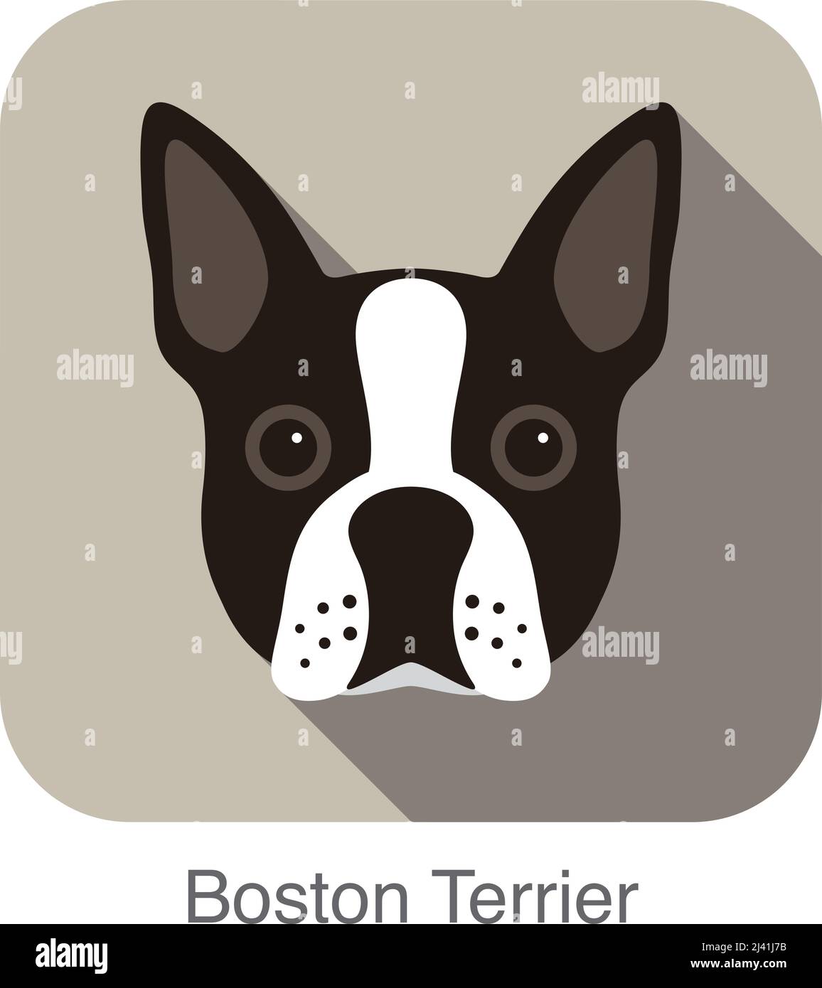 Boston terrier dog character, dog breed cartoon image series Stock ...