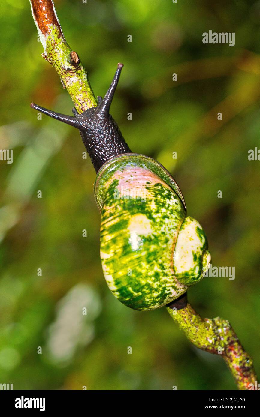 Giant Tree Snail, Acavus phoenix, Sinharaja National Park Rain Forest ...
