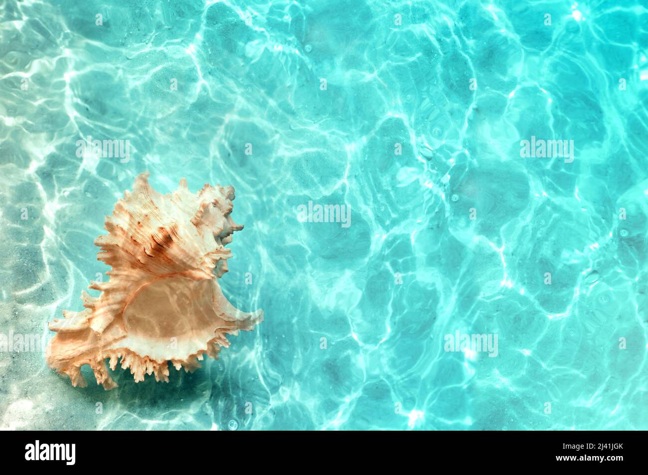 Big natural seashell on the summer beach in clear sea water. Ocean ...